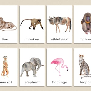 Safari Animal Flash Cards Animals Cards Digital Download Kids Education ...
