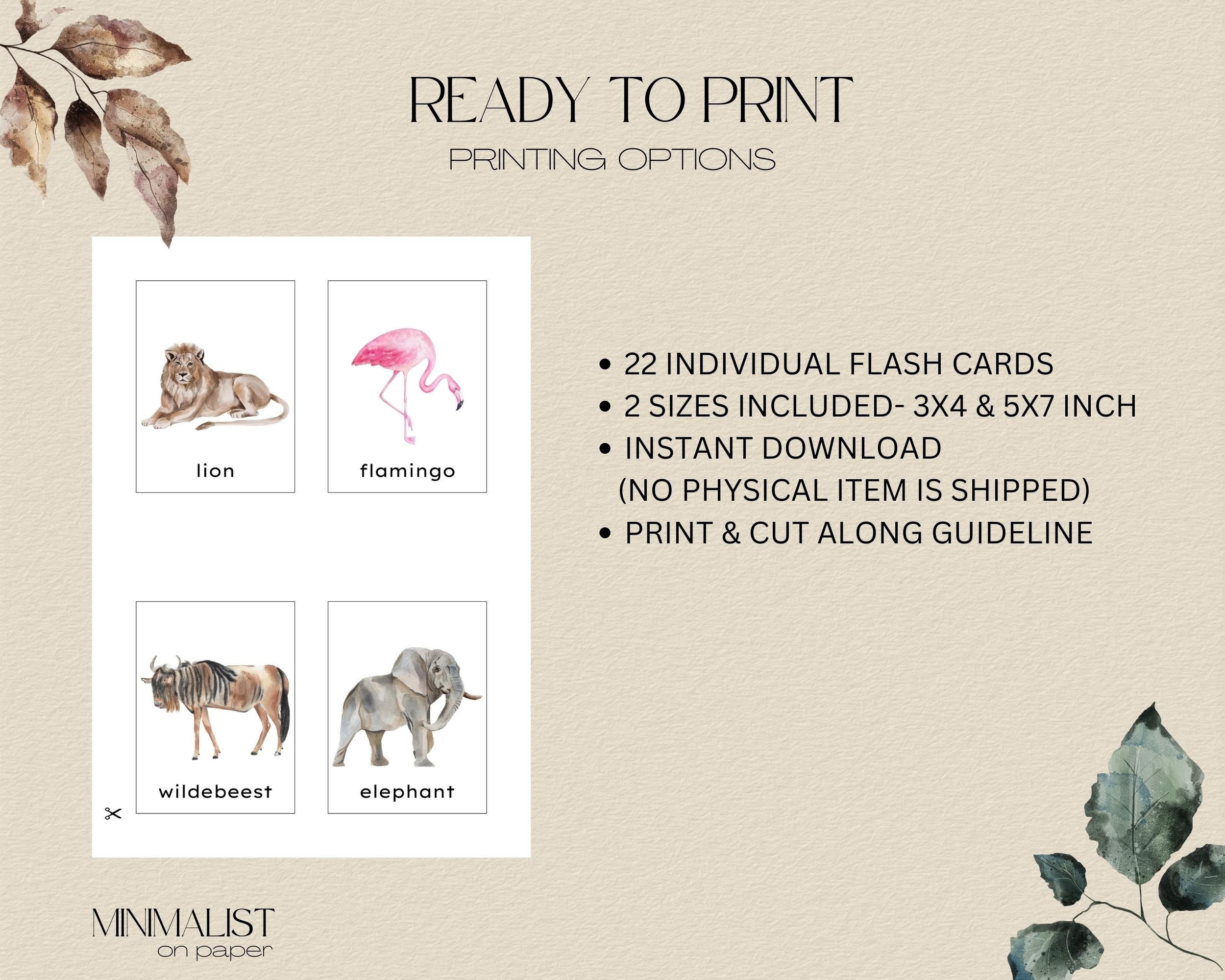 Safari Animal Flash Cards Animals Cards Digital Download Kids Education ...