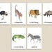 Safari Animal Flash Cards Animals Cards Digital Download Kids Education ...