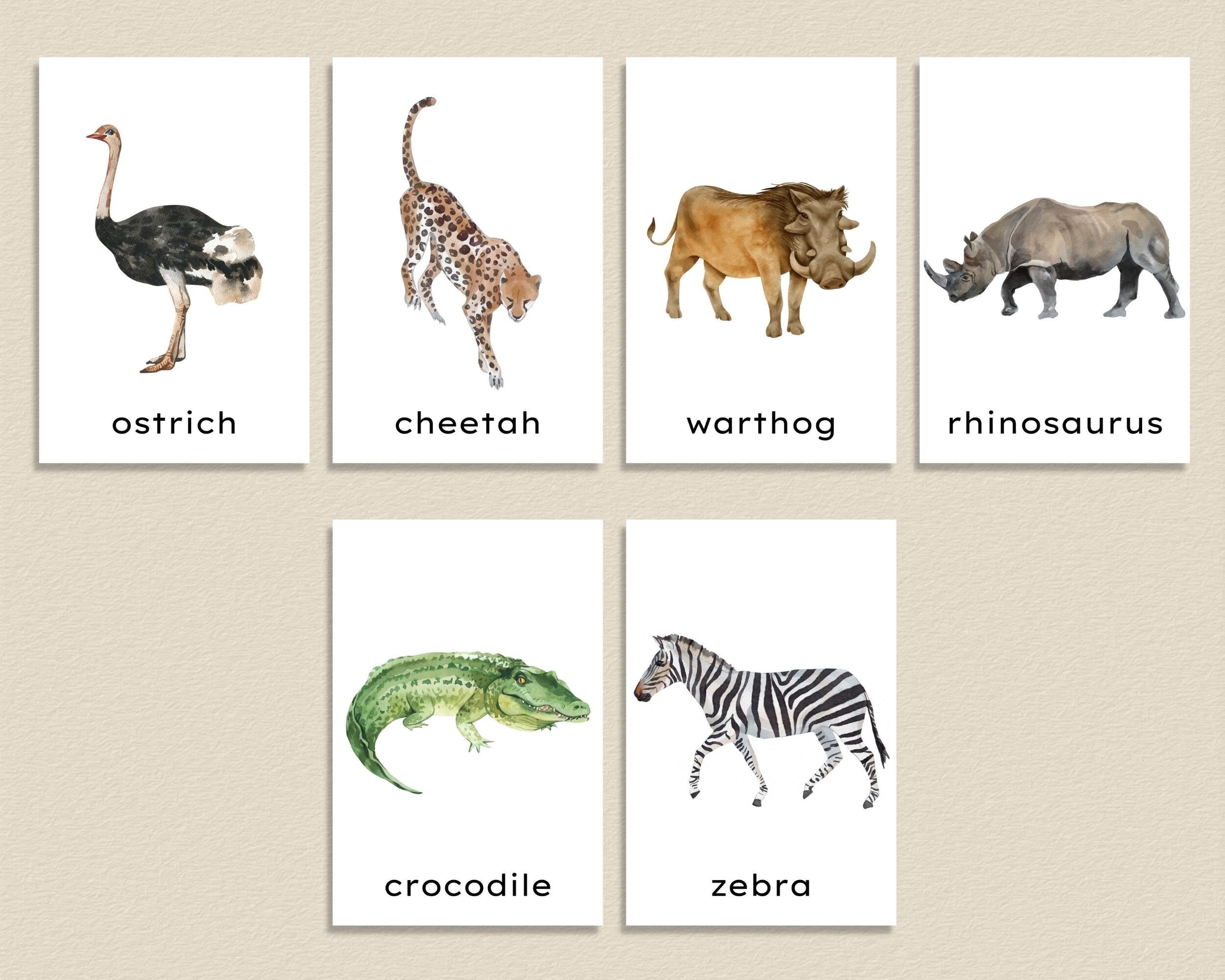 Safari Animal Flash Cards Animals Cards Digital Download Kids Education ...