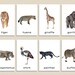 Safari Animal Flash Cards Animals Cards Digital Download Kids Education ...