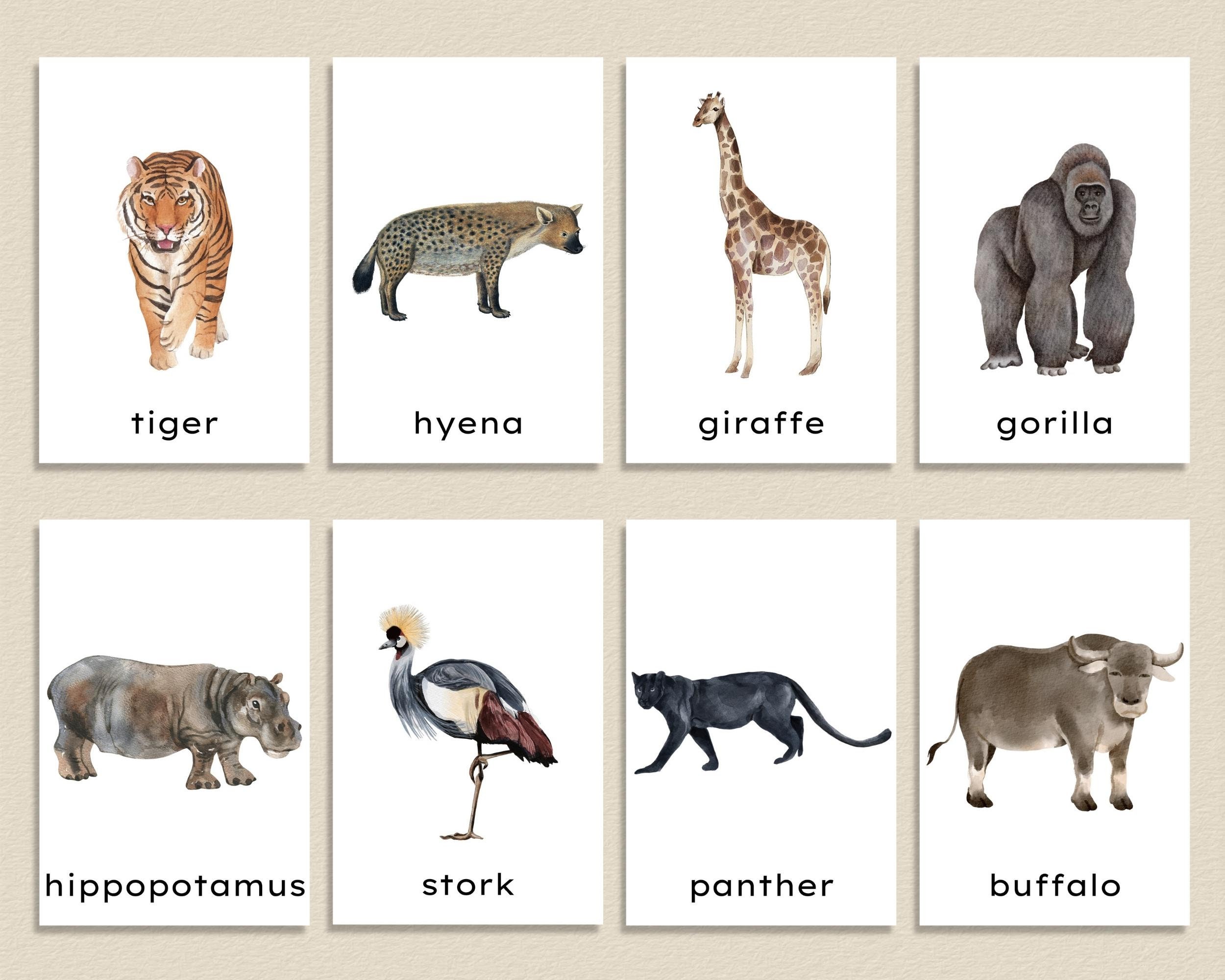 Safari Animal Flash Cards Animals Cards Digital Download Kids Education ...