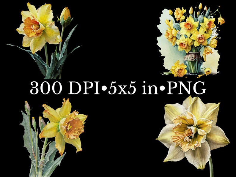Daffodil Clipart Bundle Watercolor PNG Flower Art - Etsy