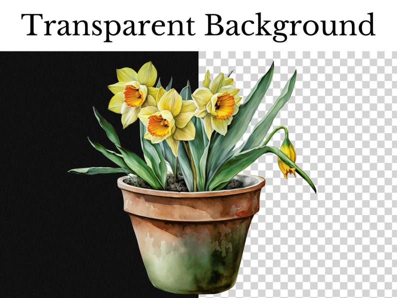 Daffodil Clipart Bundle Watercolor PNG Flower Art - Etsy