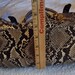 Stuart Weitzman Python Leather Shoulder Bag NOT HANDMADE - Etsy Listing ...