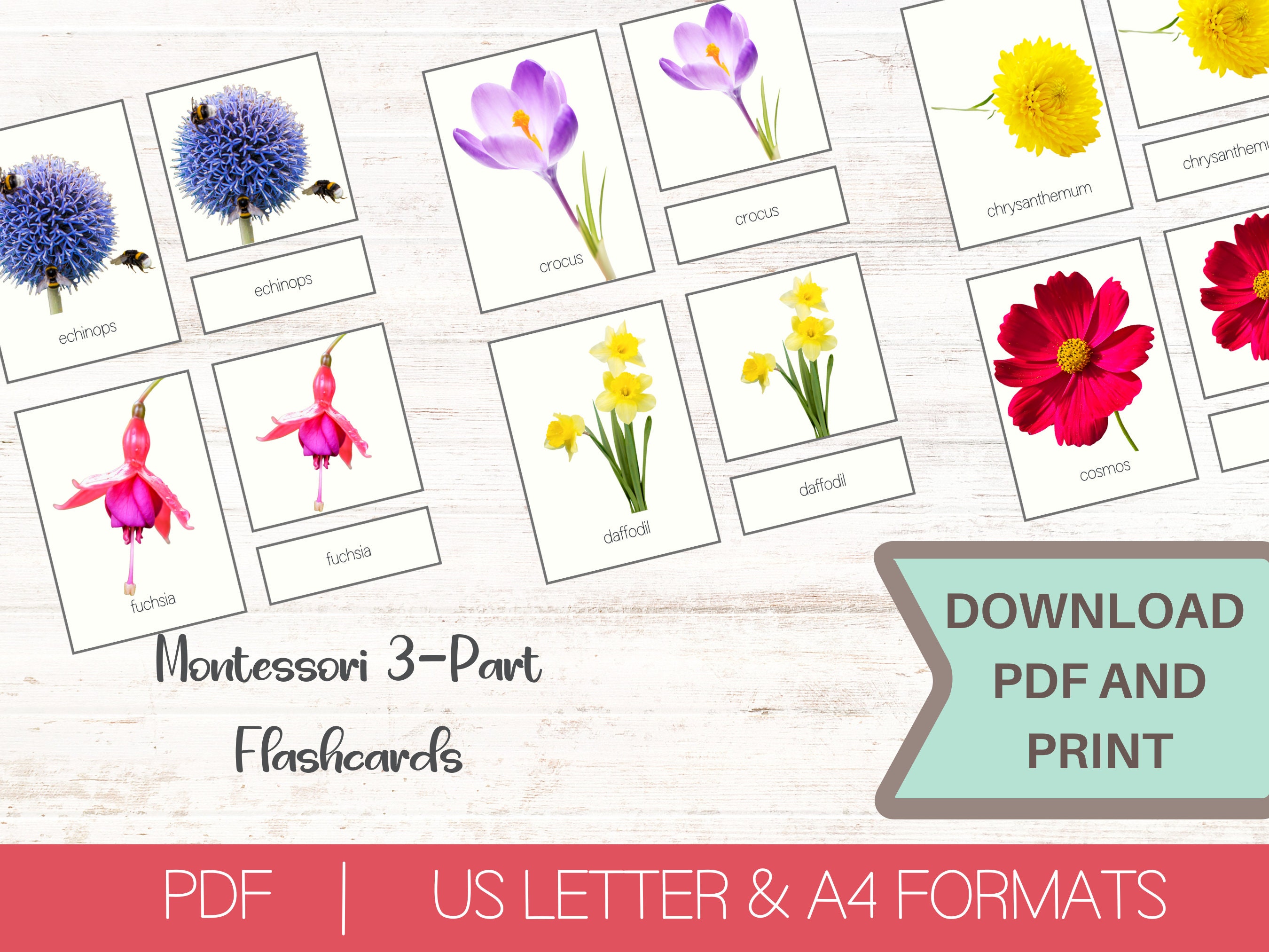 25 Flowers Botanical Cards Montessori School 3 Part Flashcards ...