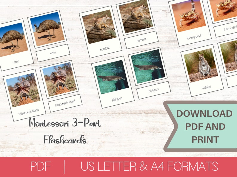 25 Australian Animals Cards Montessori School 3 Part Flashcards ...