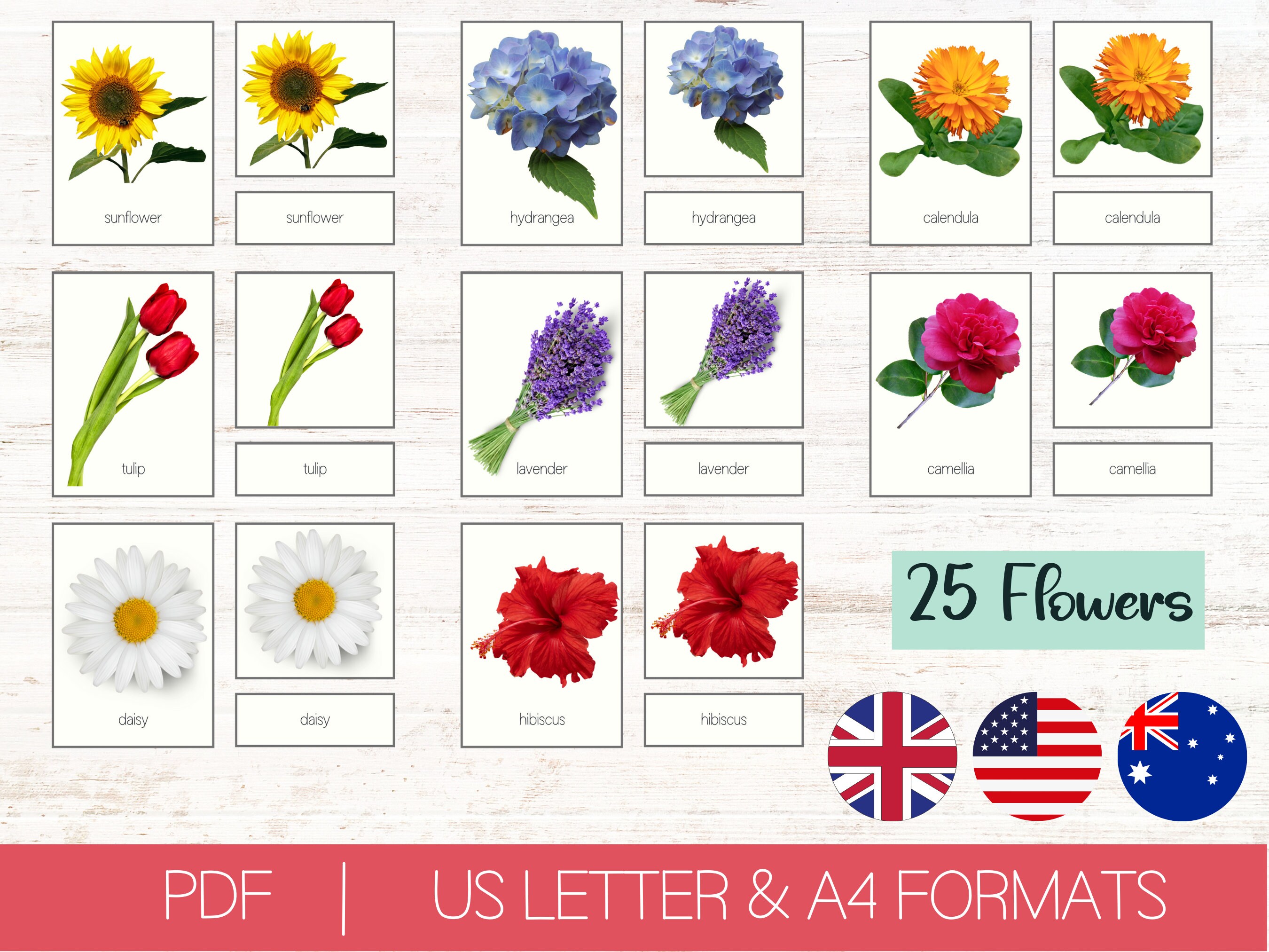 25 Flowers Botanical Cards Montessori School 3 Part Flashcards ...