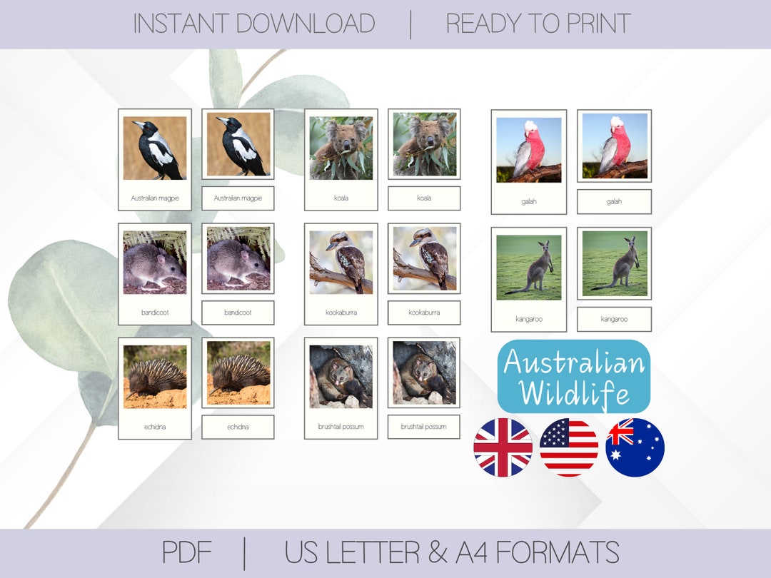 25 Australian Animals Cards | Montessori School 3 Part Flashcards ...