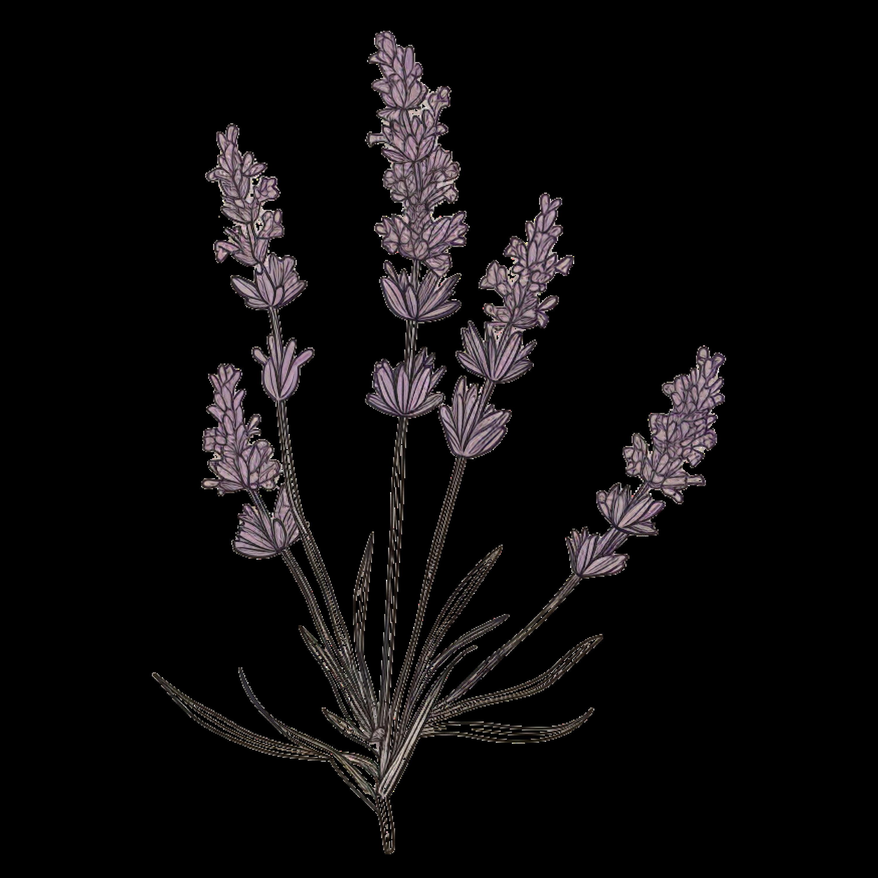 Lavender Svg Bundle Flower Svg Lavender PNG Floral Svg Botanical Svg ...