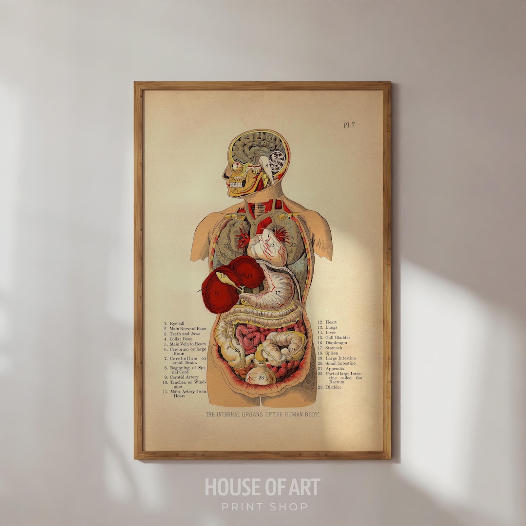 Vintage Human Anatomy Poster, Internal Organs of the Human Body From ...