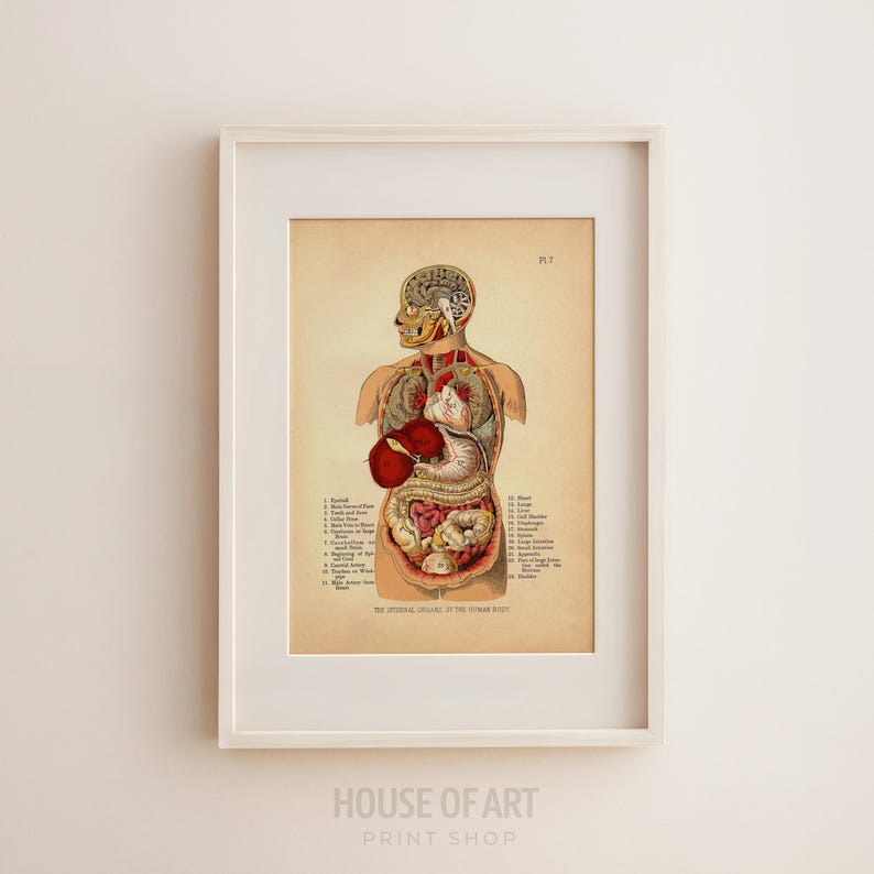 Vintage Human Anatomy Poster, Internal Organs of the Human Body From ...