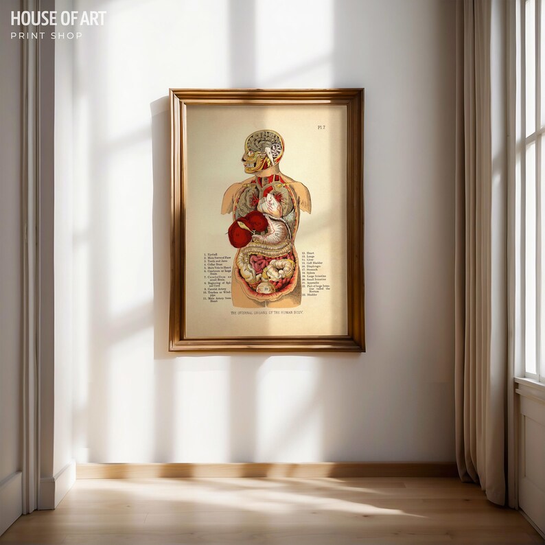 Vintage Human Anatomy Poster, Internal Organs of the Human Body From ...