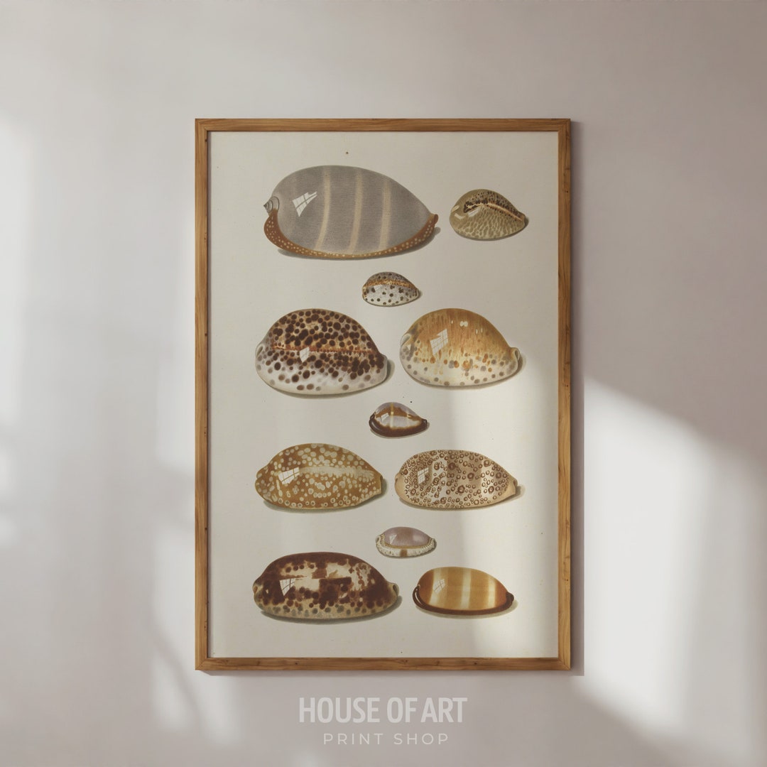 Sea Shells Watercolor Painting, 11 Tropical Cowry Shells Artwork ...