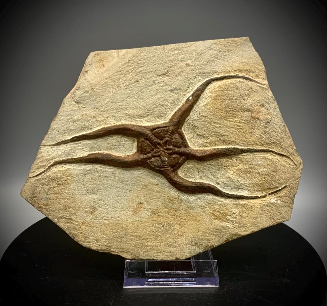 Starfish Fossil - Geocoma Carinata - 150 Million Years Old! - 1.9 Lbs ...