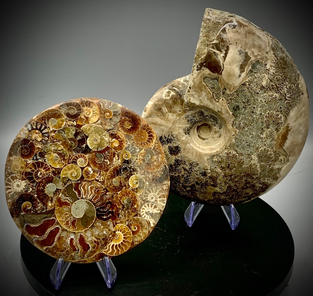 Ammonite Duo Set - Large Ammonite and Ammonite Disc - Etsy