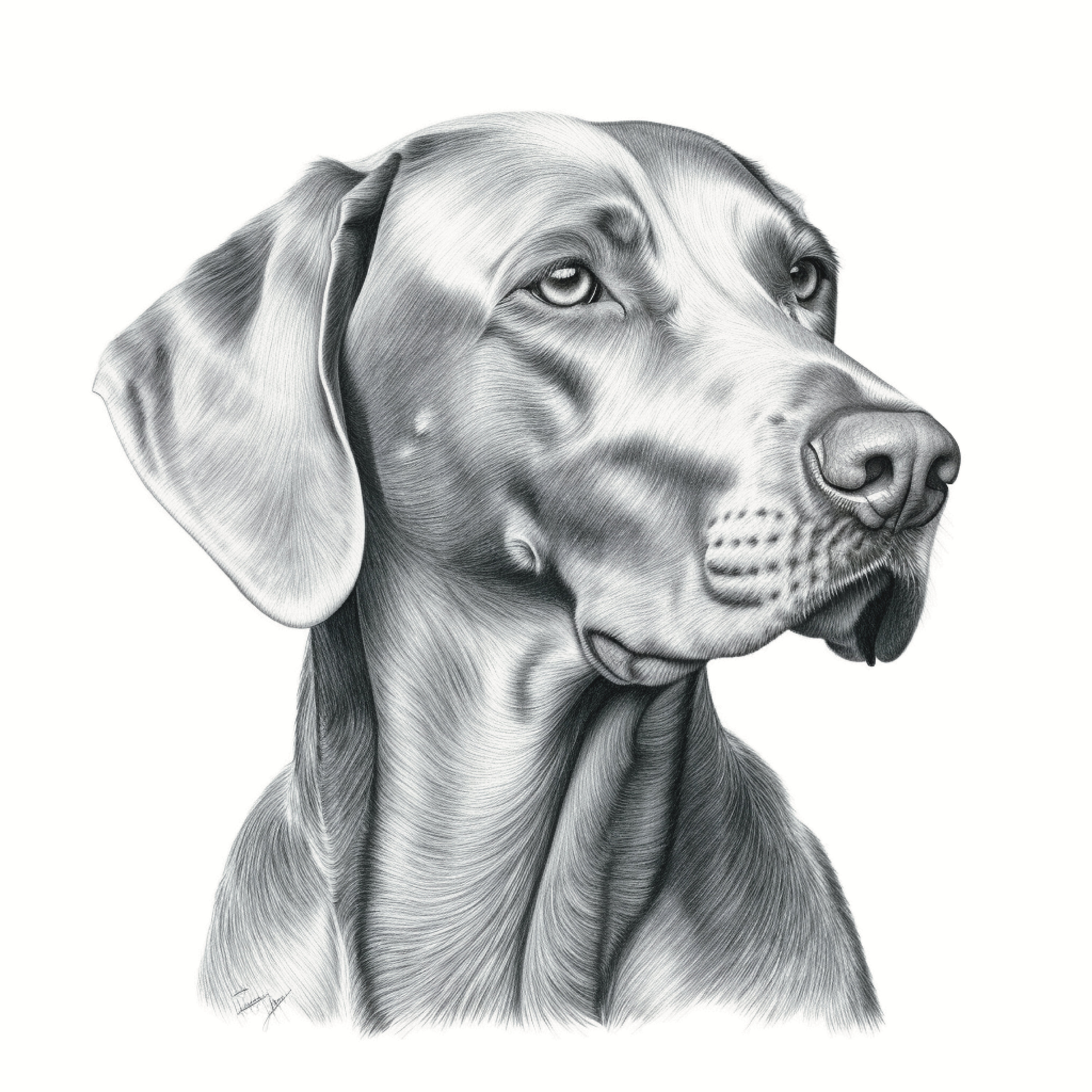 Pencil Drawing of and Elegant Weimaraner - Etsy