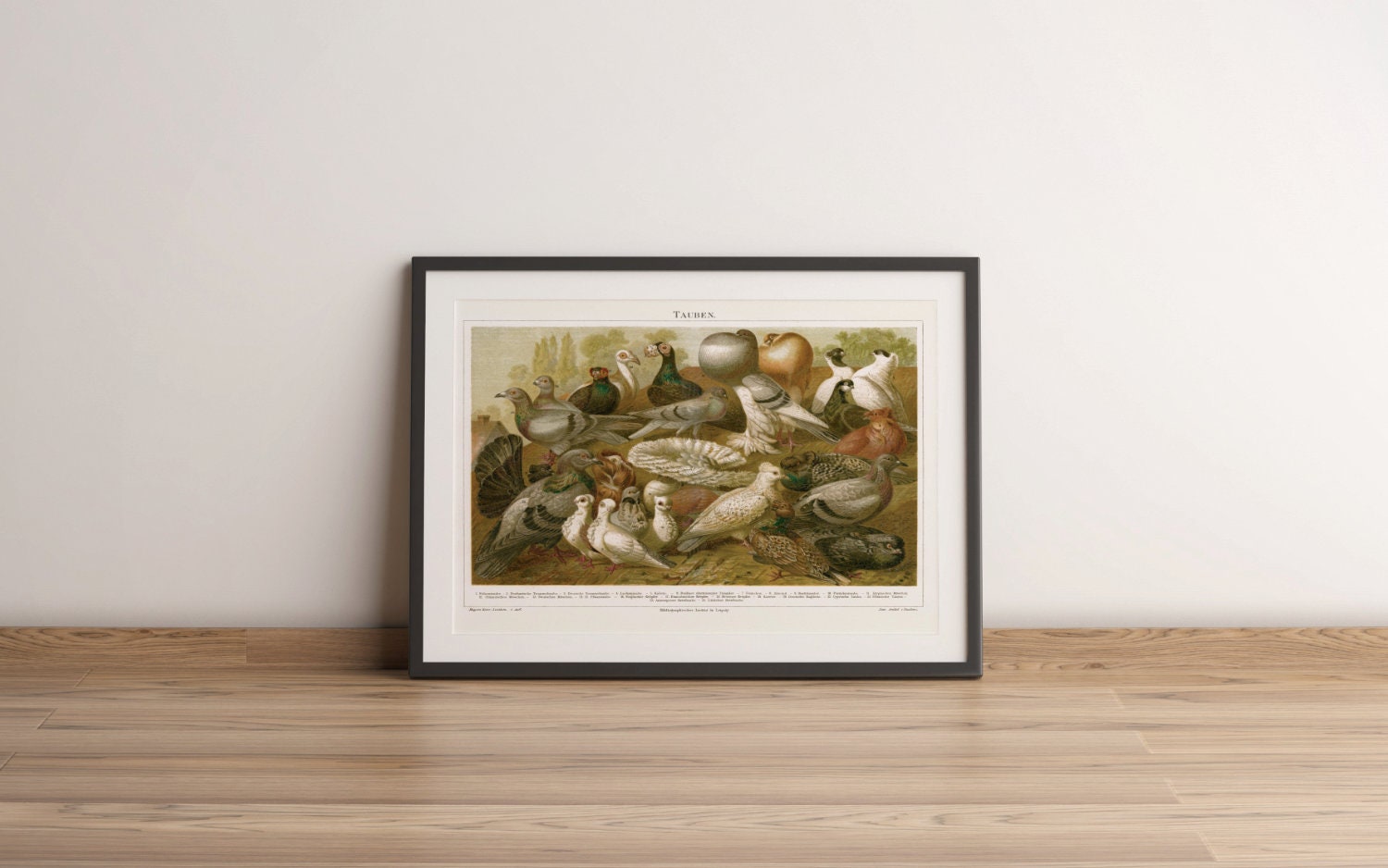 Posters Pigeons Pigeon Species Vintage Image - Etsy