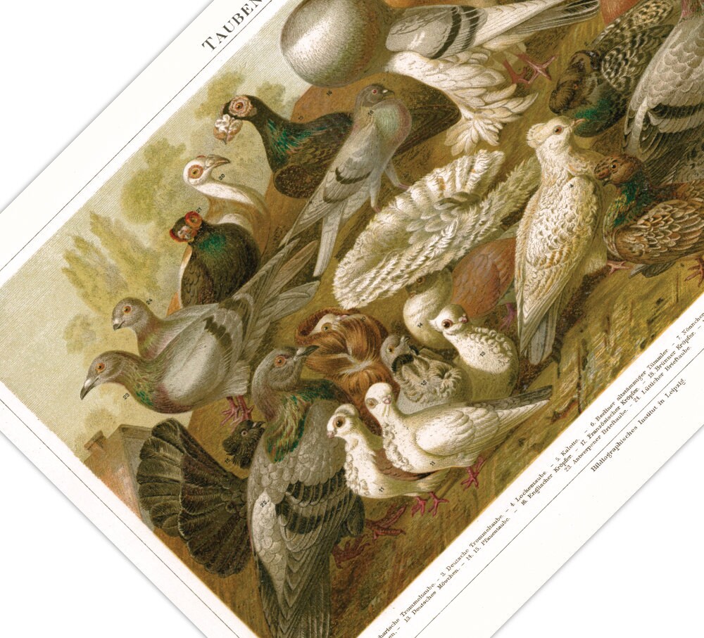 Posters Pigeons Pigeon Species Vintage Image - Etsy