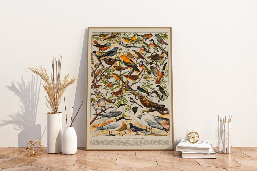 Poster Vögel Vintage Vogelarten Millot - Etsy.de
