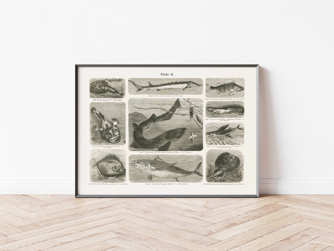 Pisces II Posters Fish Species Vintage - Etsy