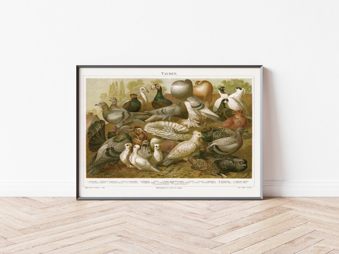 Posters Pigeons Pigeon Species Vintage Image - Etsy