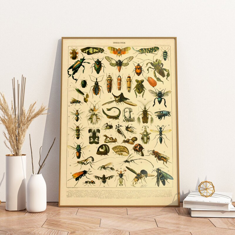 Insect Poster - Etsy