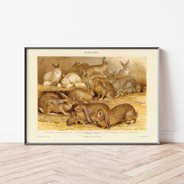 Rabbit Breeds - Etsy