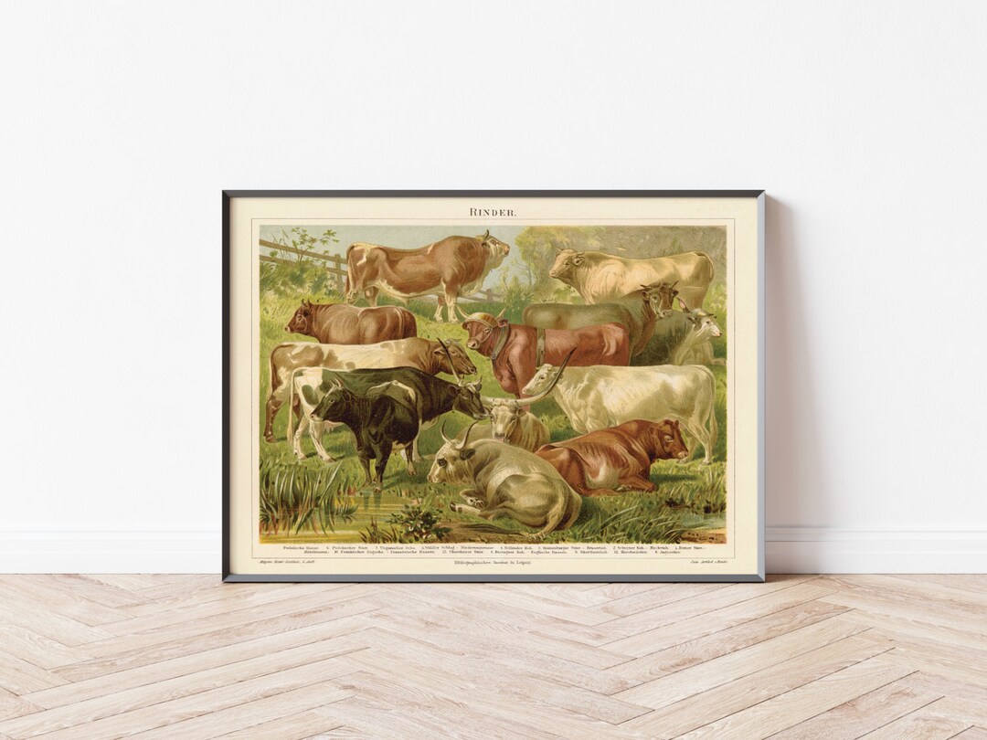 Poster Cattle Vintage Picture Animals - Etsy UK