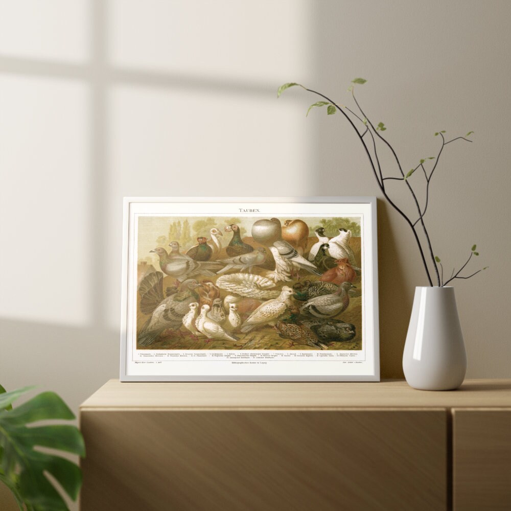 Posters Pigeons Pigeon Species Vintage Image - Etsy