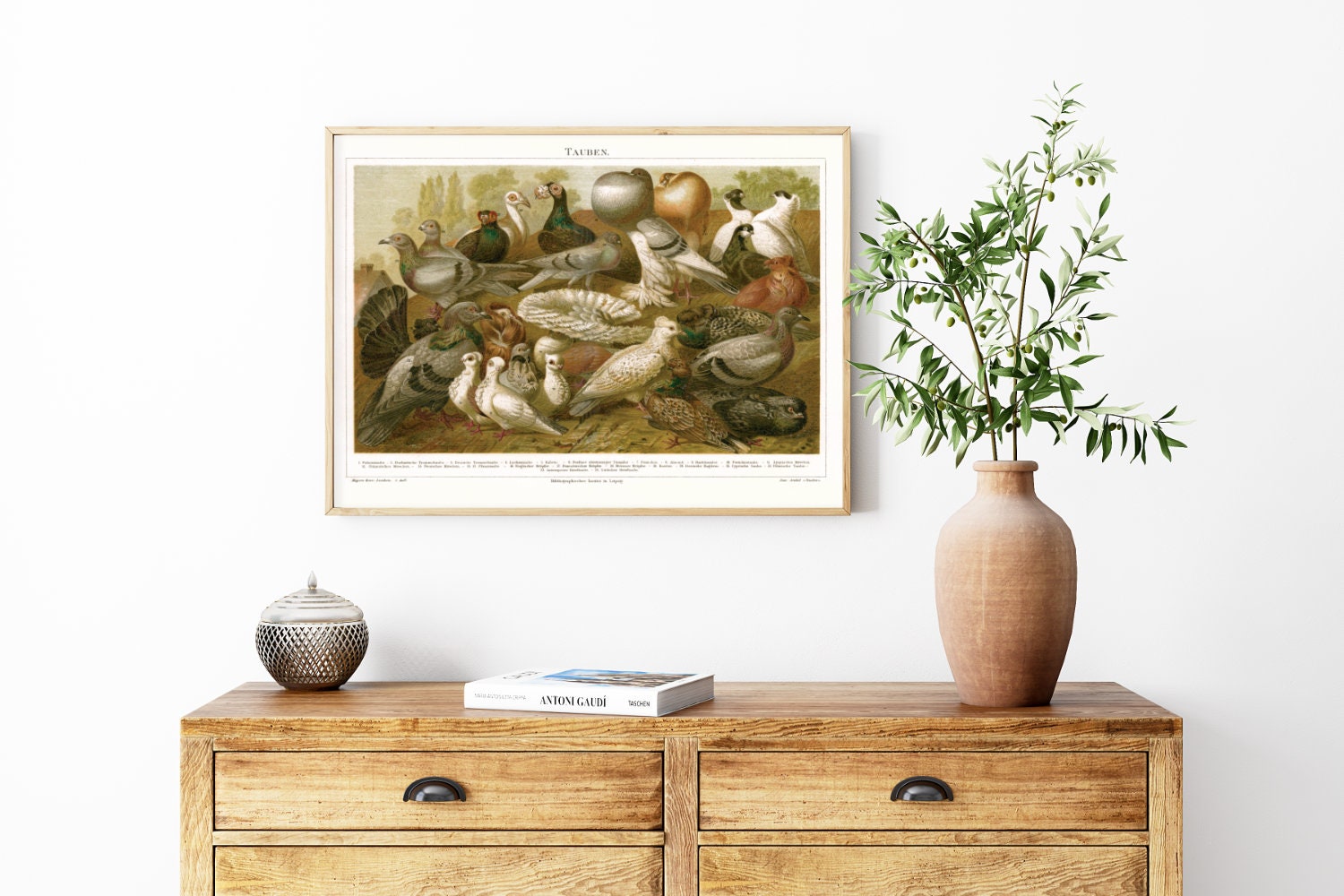 Posters Pigeons Pigeon Species Vintage Image - Etsy