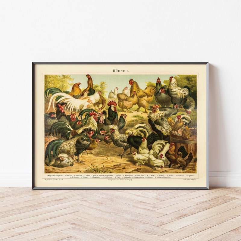 Chicken Breeds Poster - Etsy