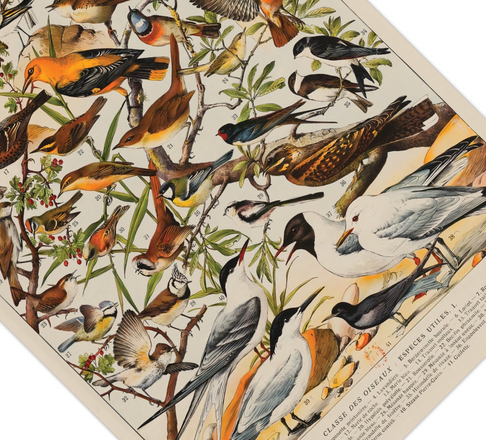 Poster Vögel Vintage Vogelarten Millot - Etsy.de