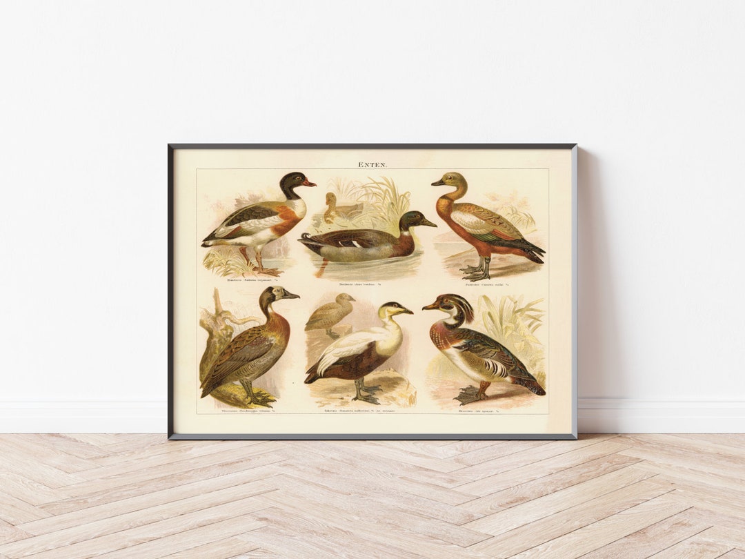 Ducks Posters Duck Species Vintage - Etsy