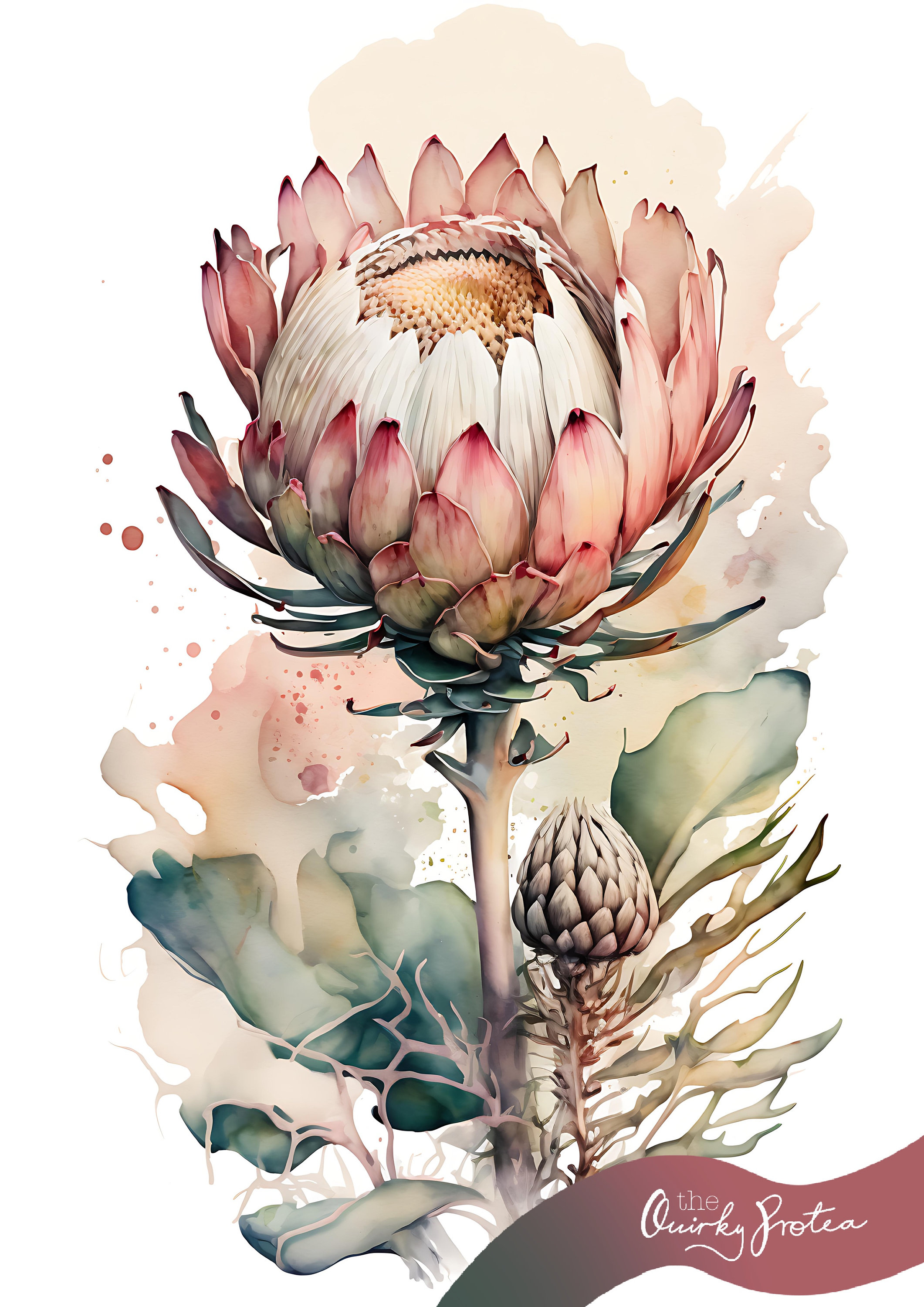 Protea Watercolour, Digital, Clipart, Blush Pink Print, Protea Print ...