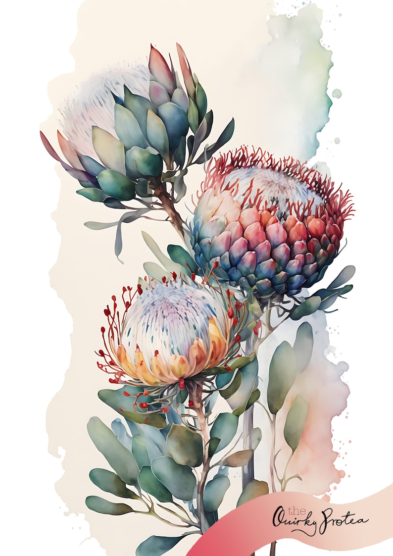 King Protea Watercolor Print Set: Blush Pink Floral Art (digital ...
