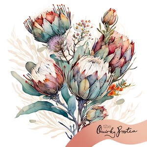 Vintage Protea Watercolour, Set of 6, Square, Digital Download, Wall ...