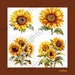 Watercolor Sunflower Collection - Sunlight Collection - Sunflower - PNG ...
