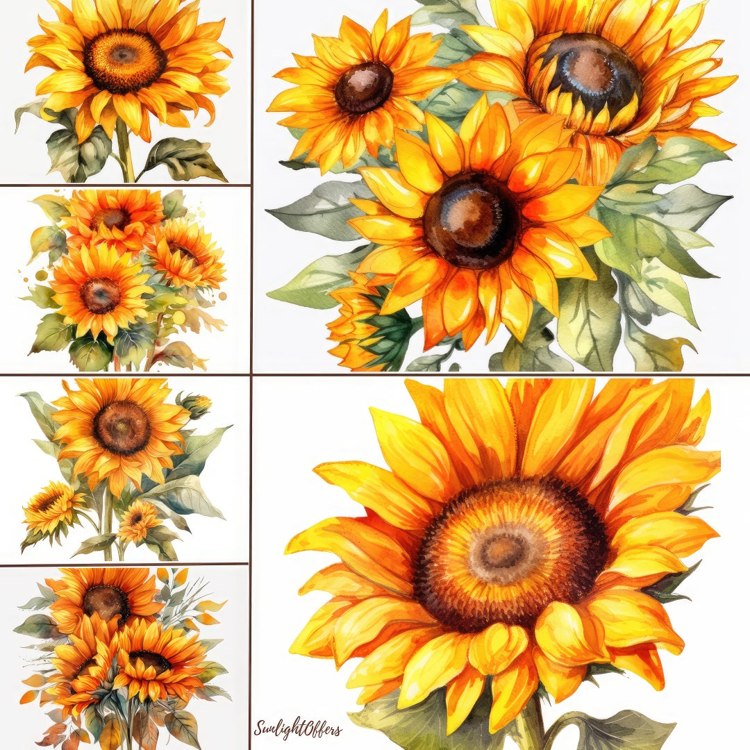 Watercolor Sunflower Collection - Sunlight Collection - Sunflower - PNG ...