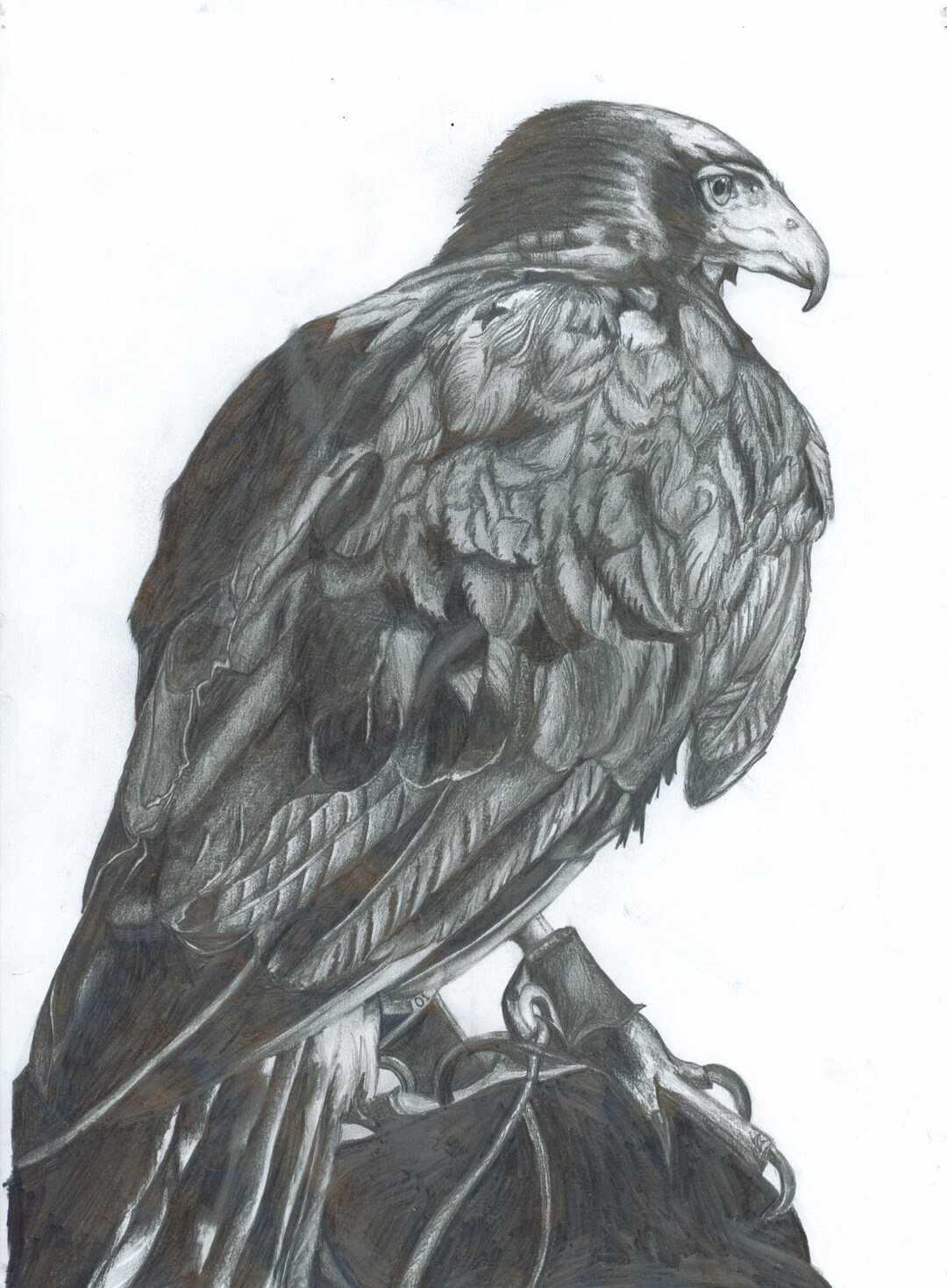 Tonal Eagle Pencil Drawing print - Etsy