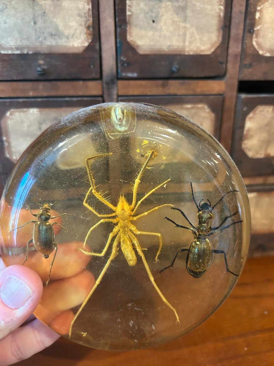 Taxidermy Bugs Spiders in Acrylic Disk Wall Hanging Art Decor Preserved ...