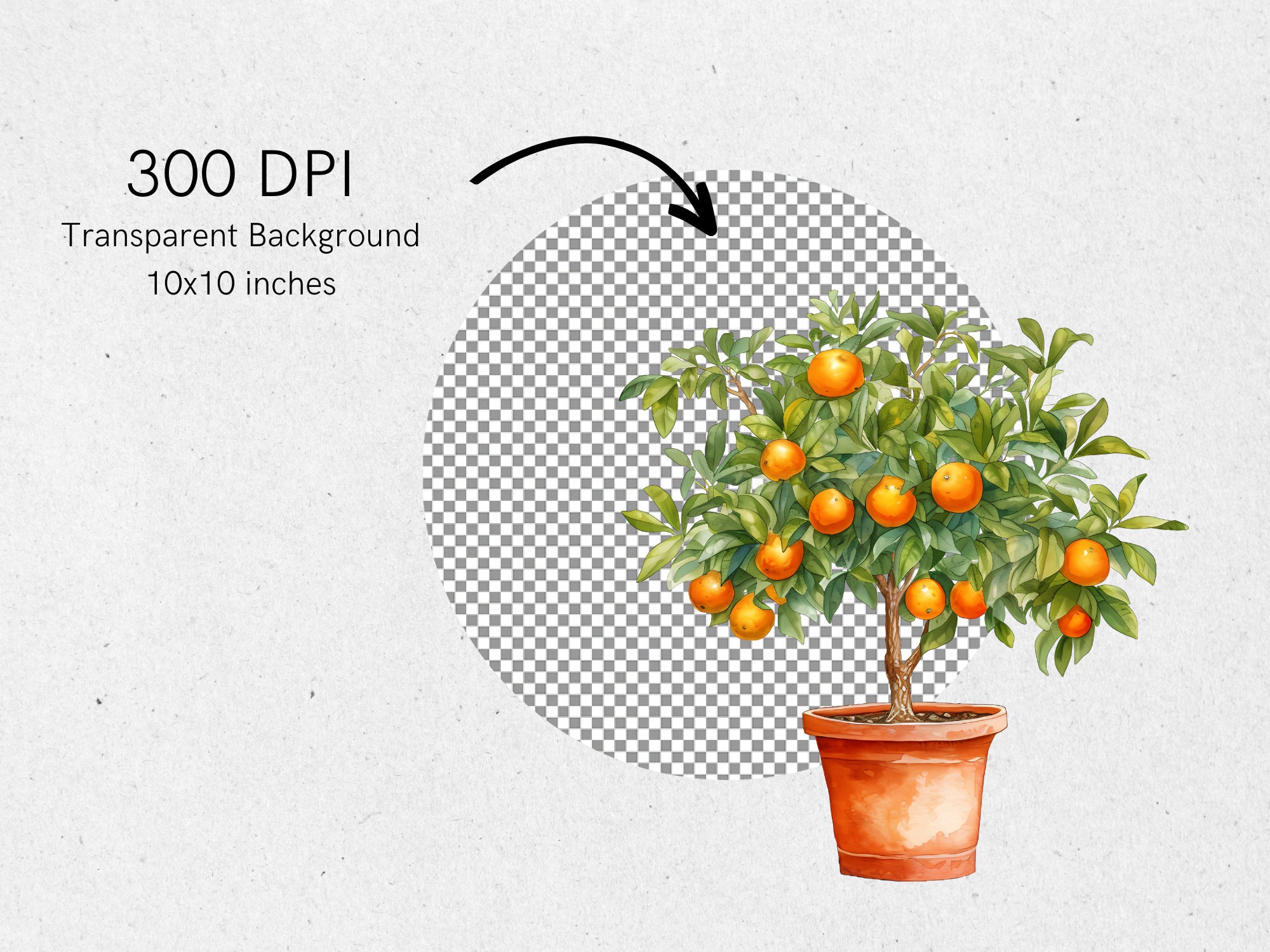 Watercolor Oranges Clipart - Digital Png Citrus, Graphics for Instant ...