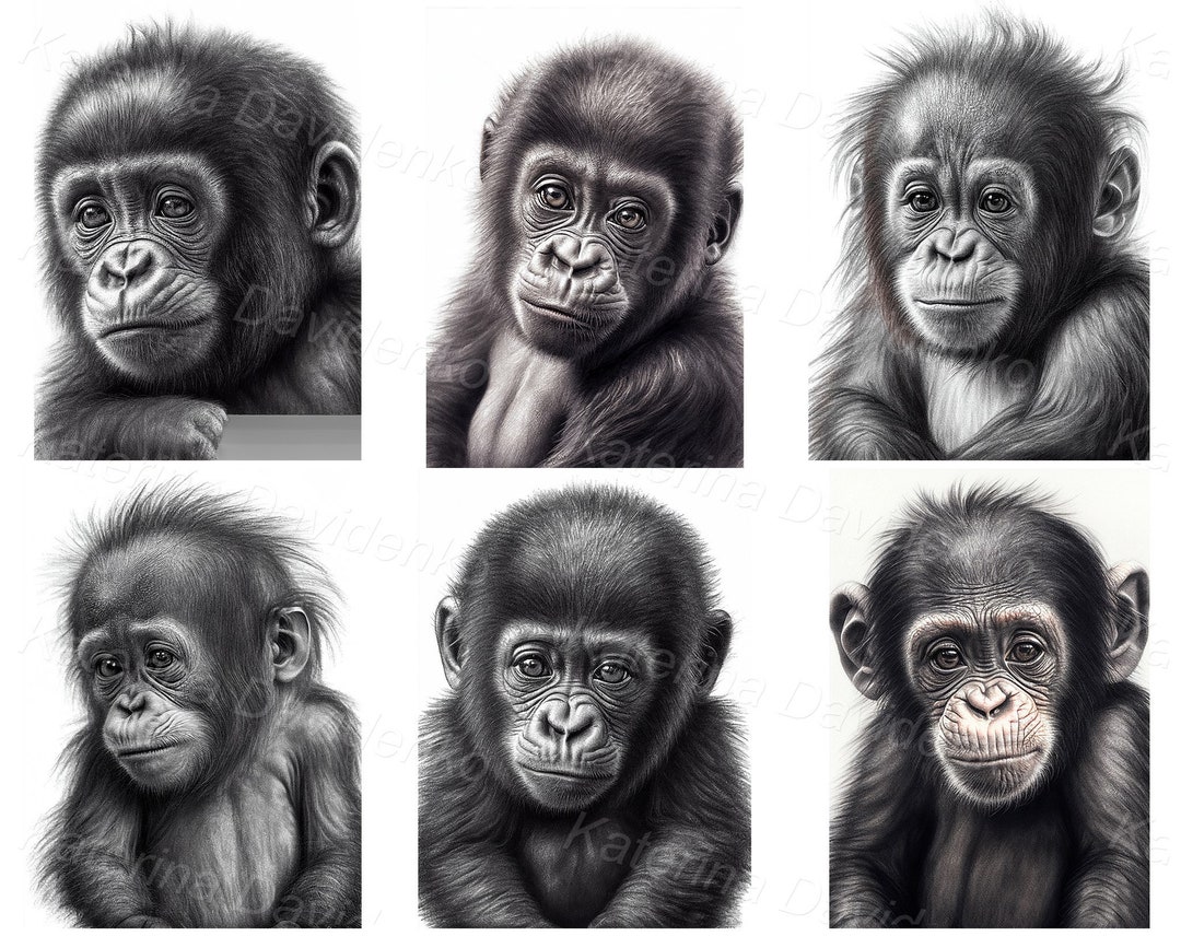 Portrait of a Baby Gorilla, Chimpanzee, Orangutan, Apes, Monkey Clipart ...