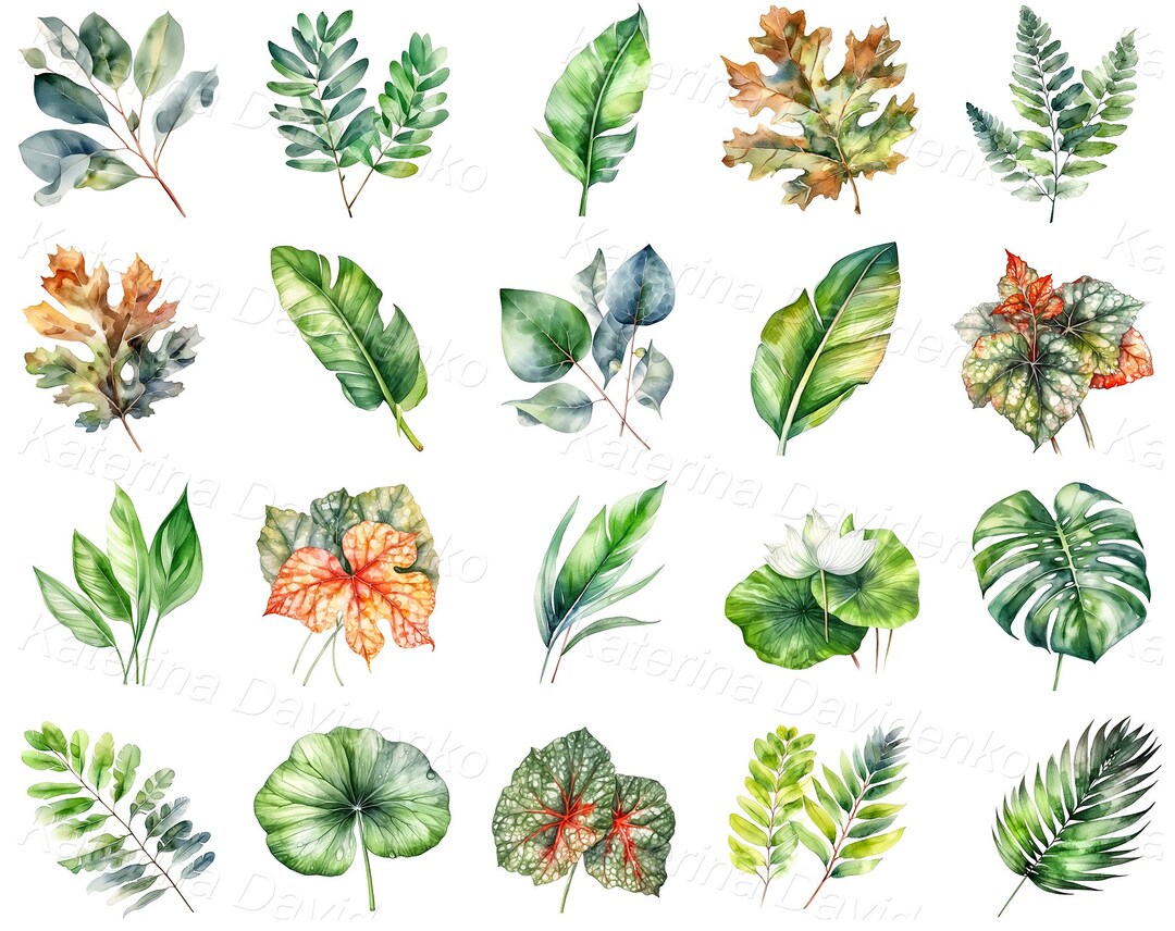 PNG Collection of Watercolor Leaves. Botanical Clipart, Foliage Image ...