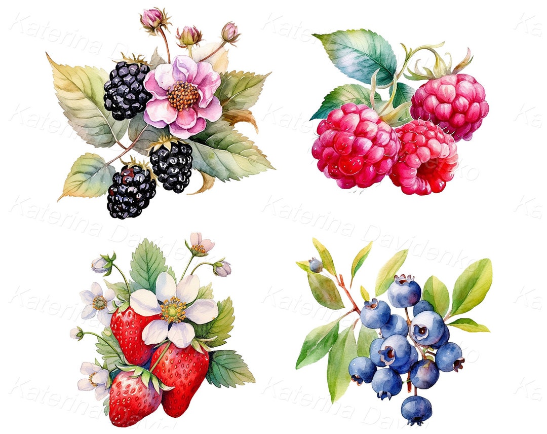 Watercolor Illustrations of Raspberries, Blackberries, Blueberries and ...
