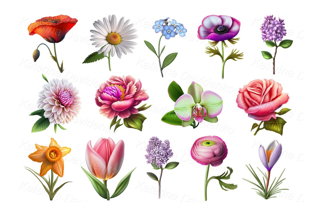 Set of Isolated Flowers Clipart Floral Design Elements Icons on White ...
