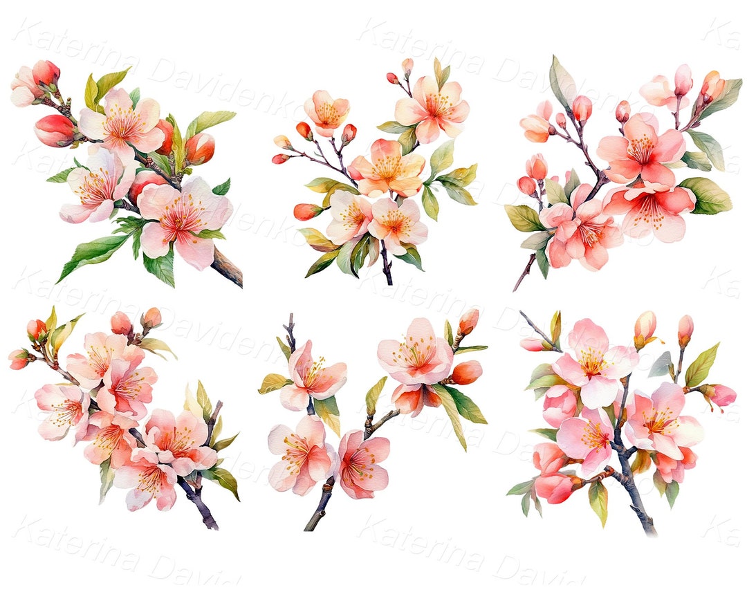 Watercolor PNG Clipart Set of Cherry Blossom Branches, Sakura Pink ...