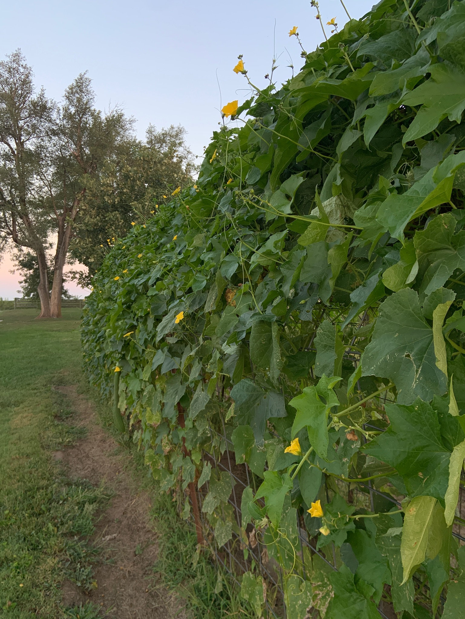 Loofah Luffa Sponge Gourd Seeds Approximately 40 Seeds per Package - Etsy