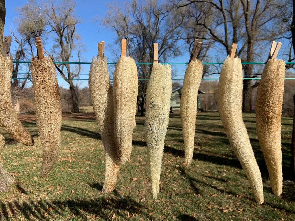 Loofah Luffa Sponge Gourd Seeds Approximately 40 Seeds per Package - Etsy