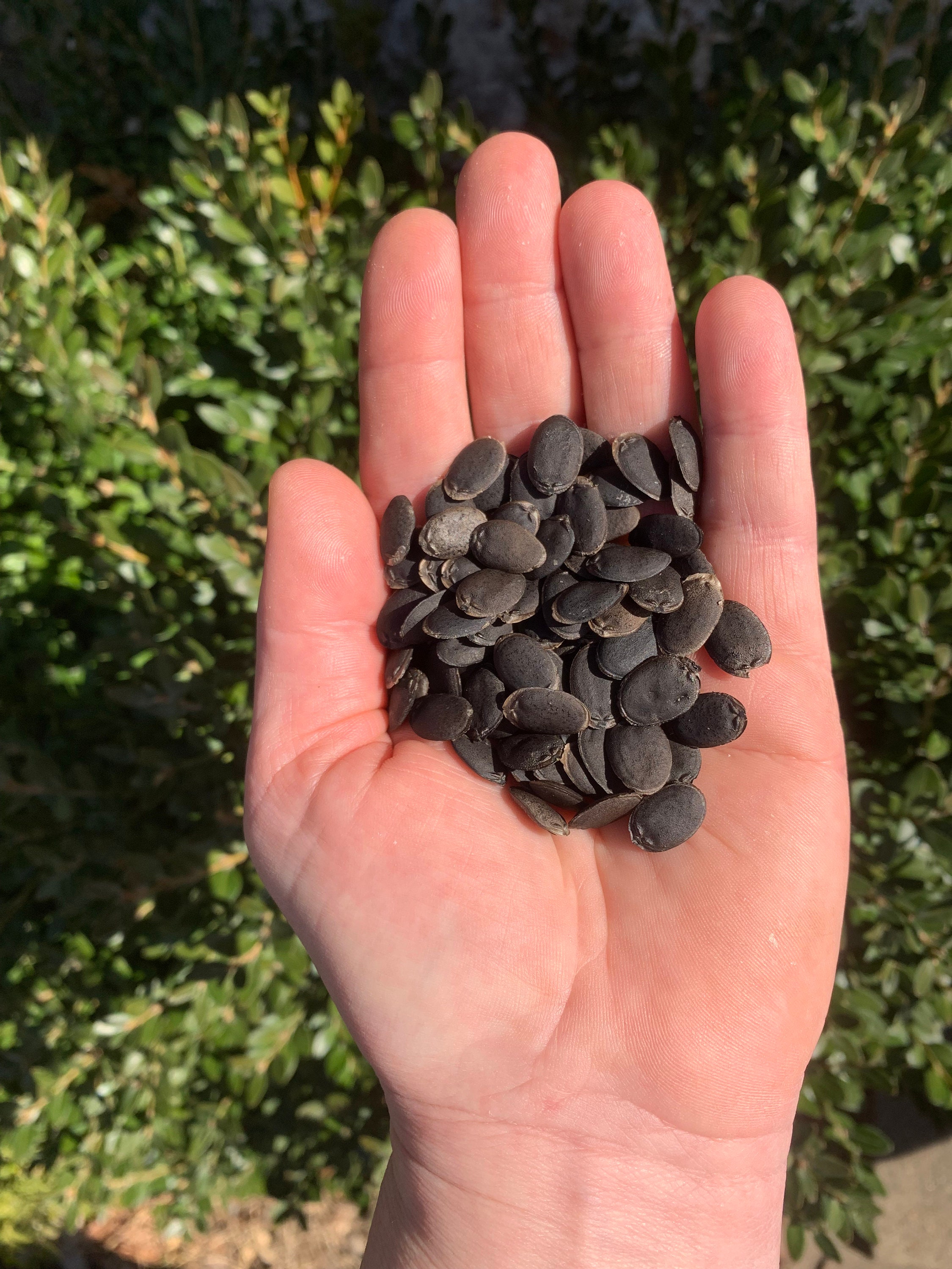 Loofah Luffa Sponge Gourd Seeds Approximately 40 Seeds per Package - Etsy